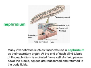 Circulatory and excretory systems in animals | PPT