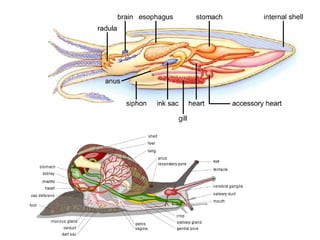 Circulatory and excretory systems in animals | PPS
