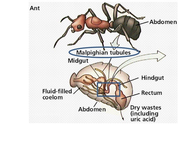 Circulatory and excretory systems in animals