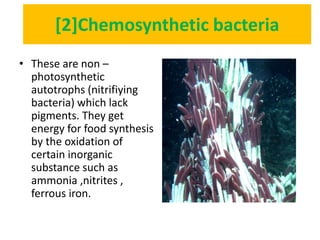 Nutrition in bacteria | PPTX