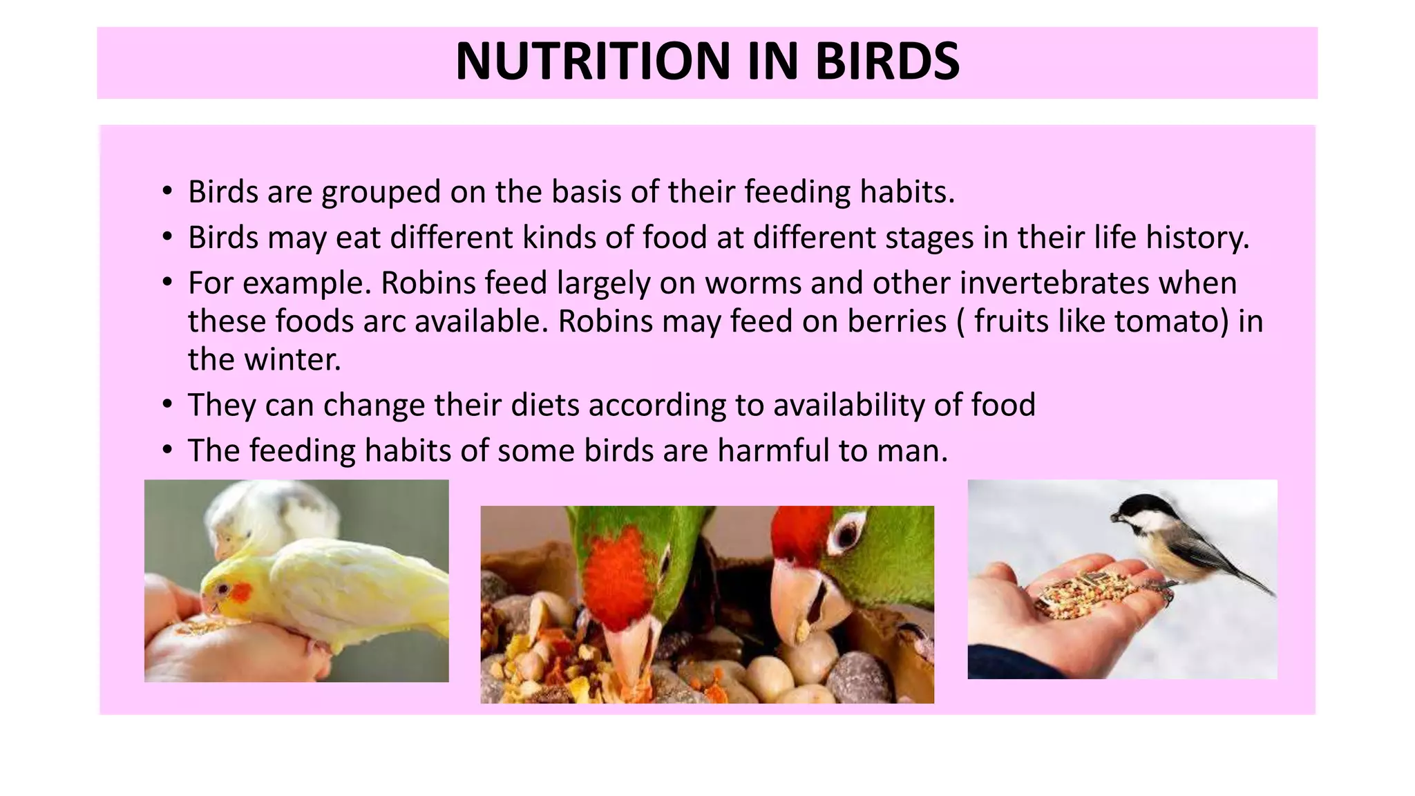 Nutrition in birds | PPTX