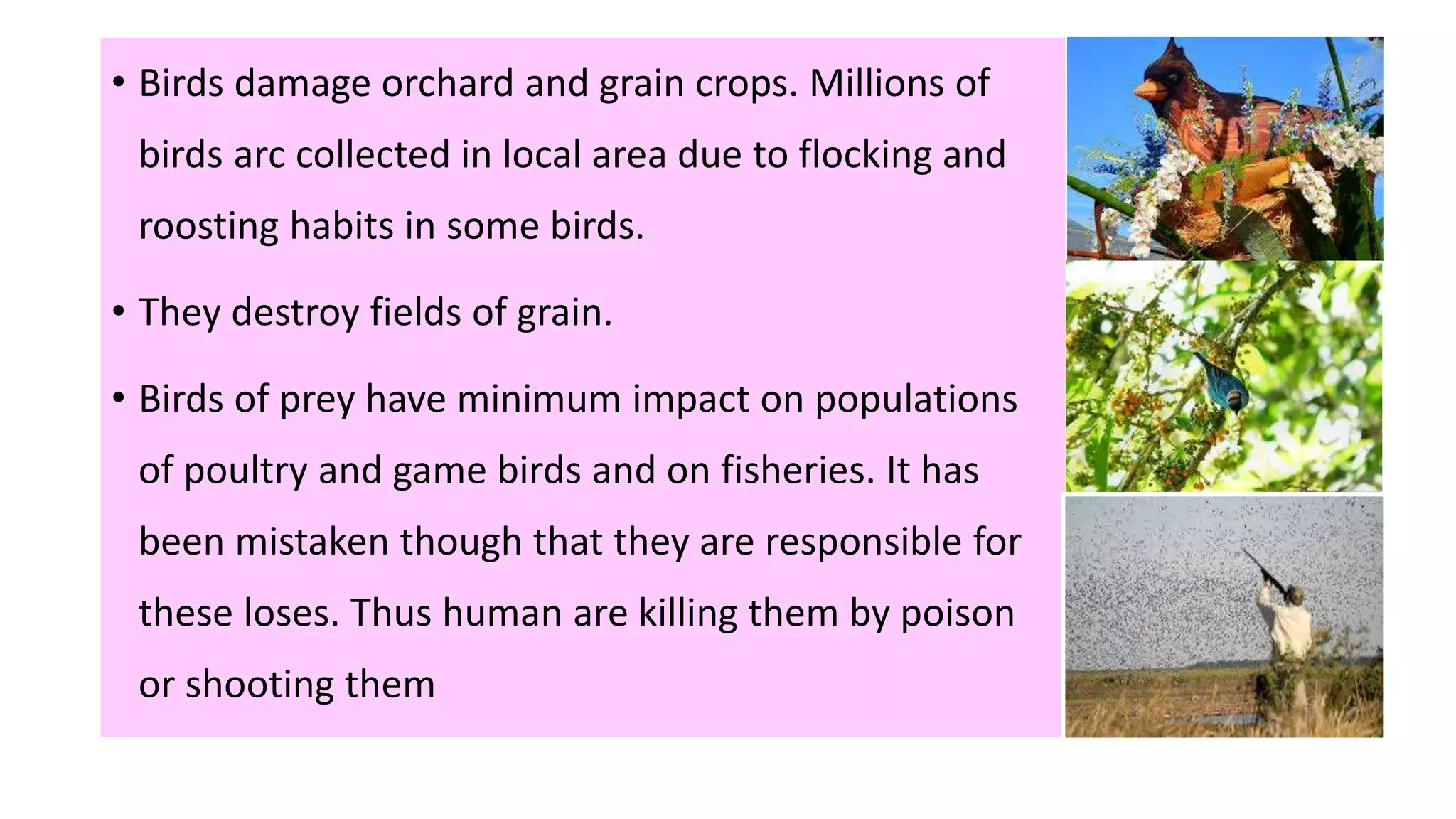 Nutrition in birds | PPTX