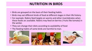 Nutrition in birds | PPTX