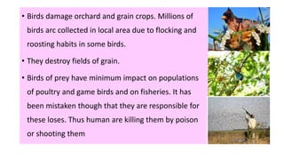 Nutrition in birds | PPTX