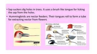 Nutrition in birds | PPTX