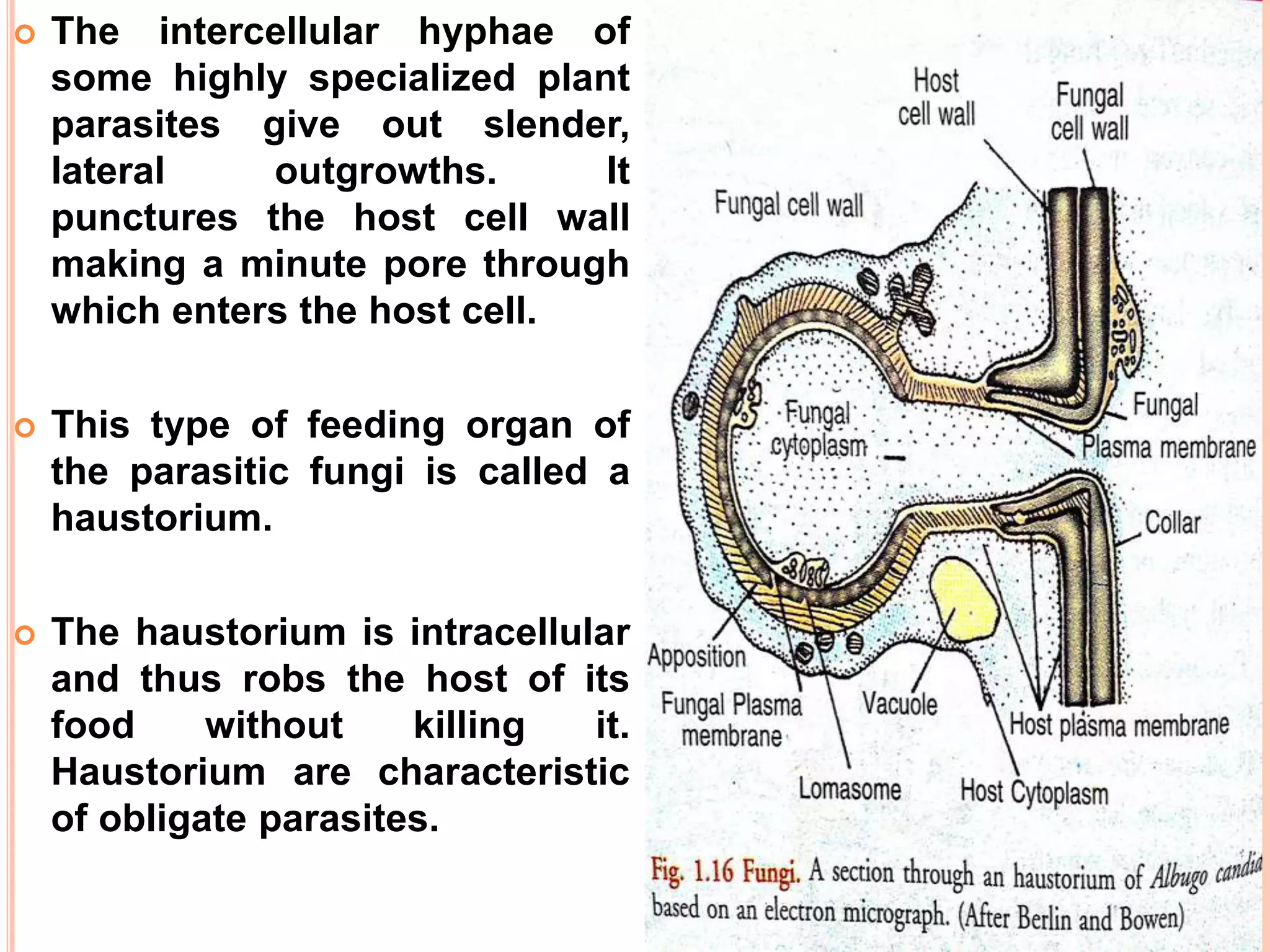 Nutrition in fungi | PPTX