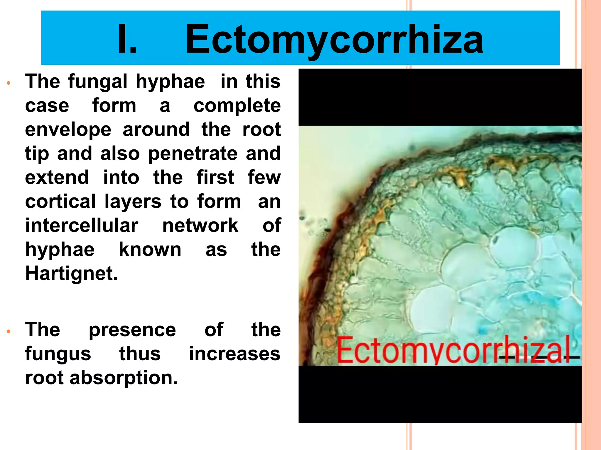 Nutrition in fungi | PPTX