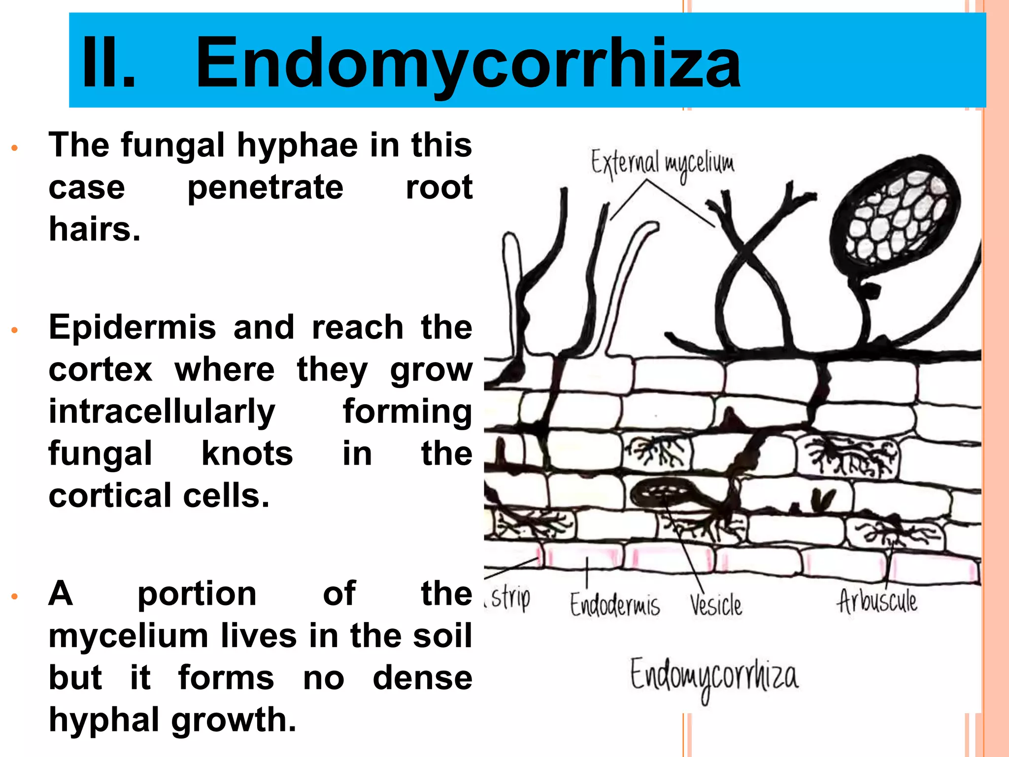 Nutrition in fungi | PPTX