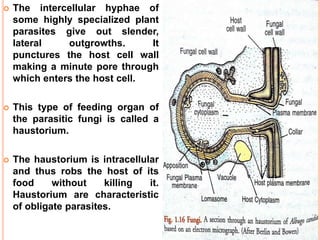 Nutrition in fungi | PPTX
