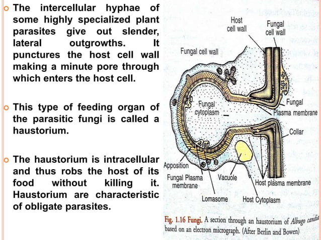 Nutrition in fungi | PPTX | Biological Sciences | Science