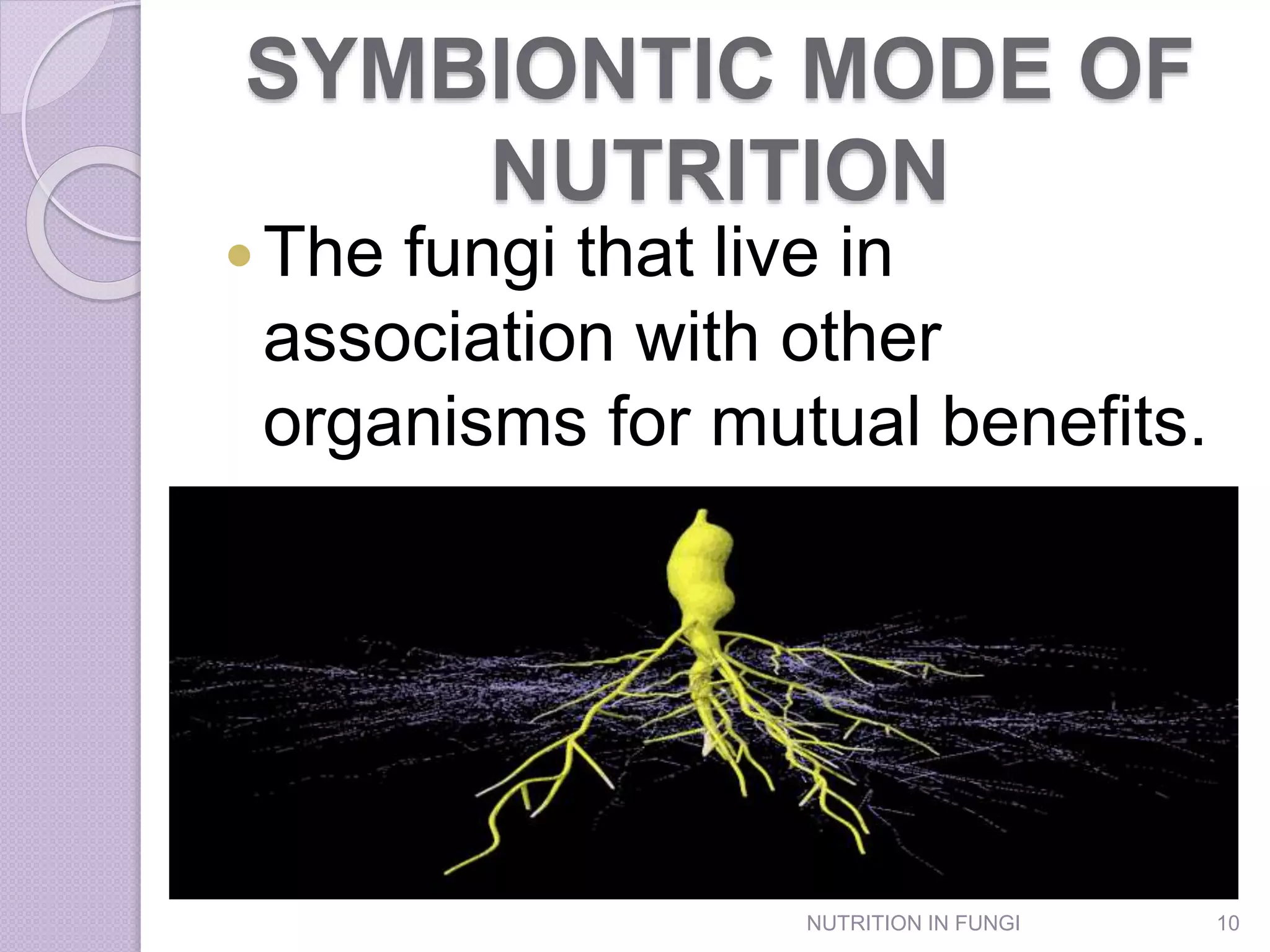 Nutrition in Fungi | PPTX