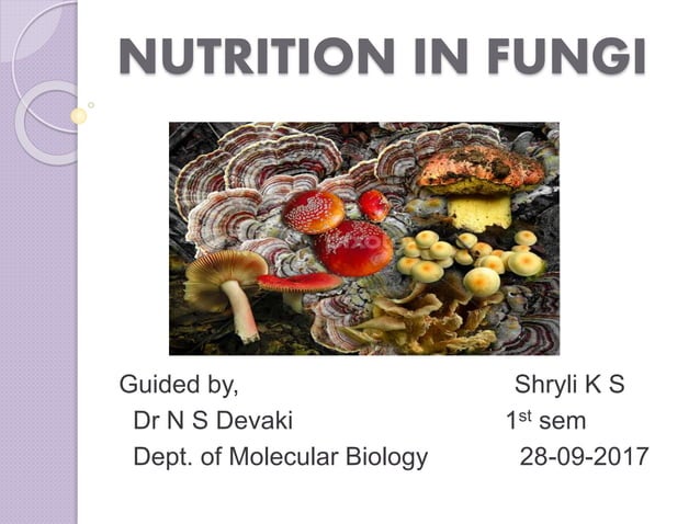 Nutrition in Fungi | PPTX