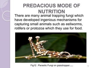 Nutrition in Fungi | PPTX