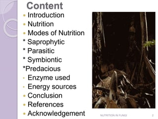 Nutrition in Fungi | PPTX