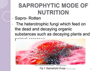 Nutrition in Fungi | PPTX