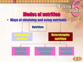 Nutrition In Organisms Ar | PPT