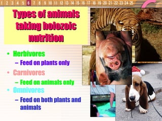 Nutrition In Organisms Ar | PPT | Nutrition | Healthy Living