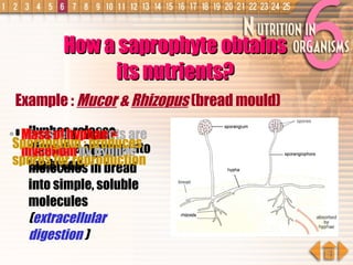Nutrition In Organisms Ar | PPT | Nutrition | Healthy Living