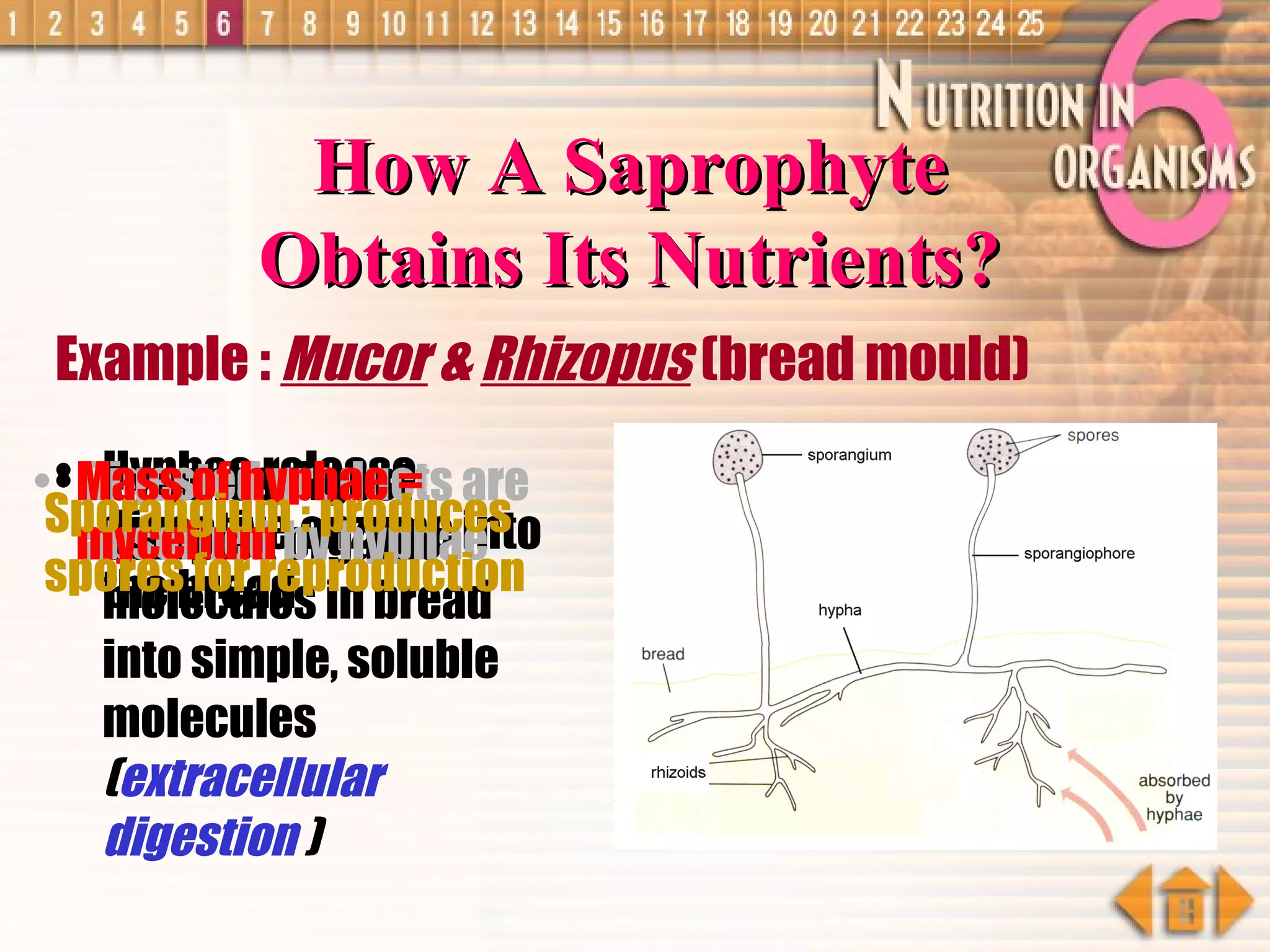 Nutrition in organisms plants | PPT