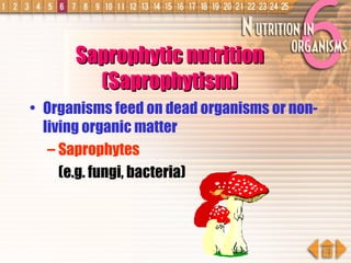 Nutrition in organisms plants | PPT