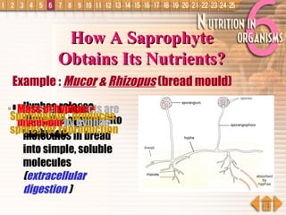 Nutrition in organisms plants | PPT