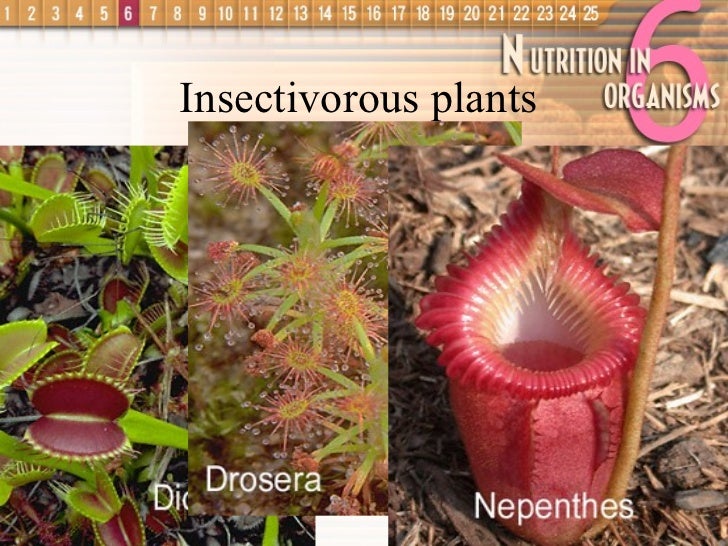 Insectivorous Plants Cannot Make Their Own Food at Catharine Blanco blog