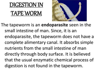 Nutrition in other organisms | PPTX