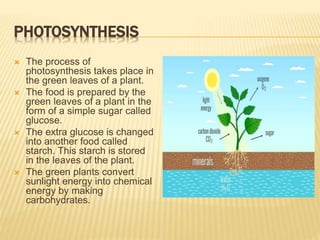Nutrition in plant | PPTX