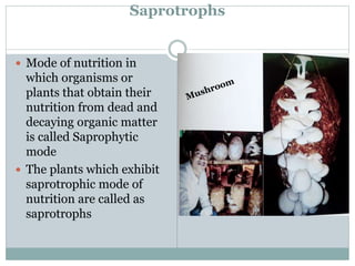 Nutrition in plant 02 | PPTX | Gardening | Home & Garden