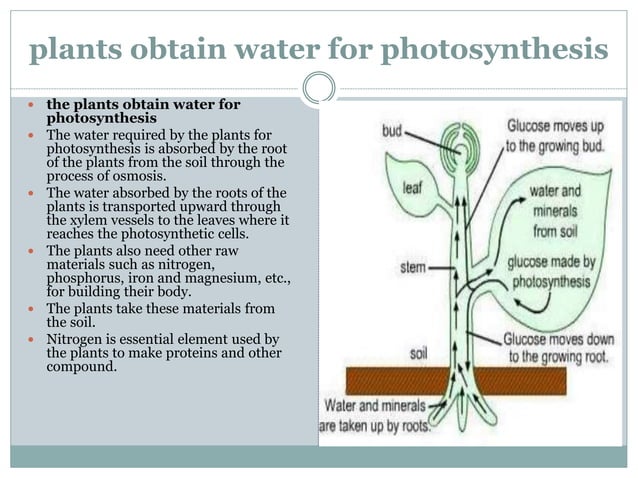 Nutrition in plant 02 | PPTX | Gardening | Home & Garden
