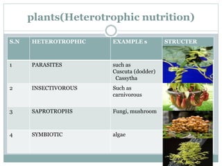 Nutrition in plant 02 | PPTX | Gardening | Home & Garden