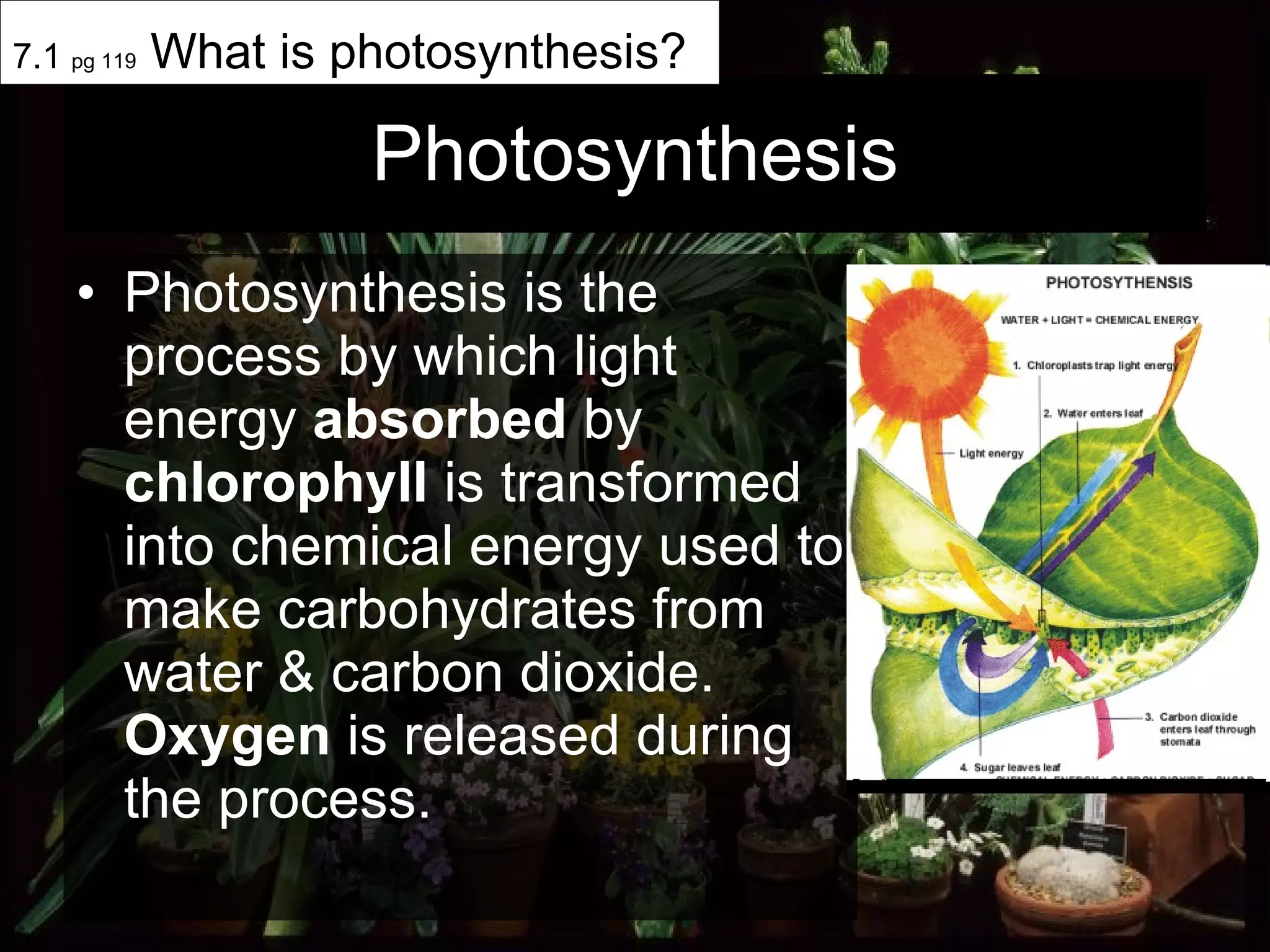 Nutrition in plants | PPT