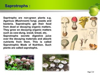 Saprotrophs Plants