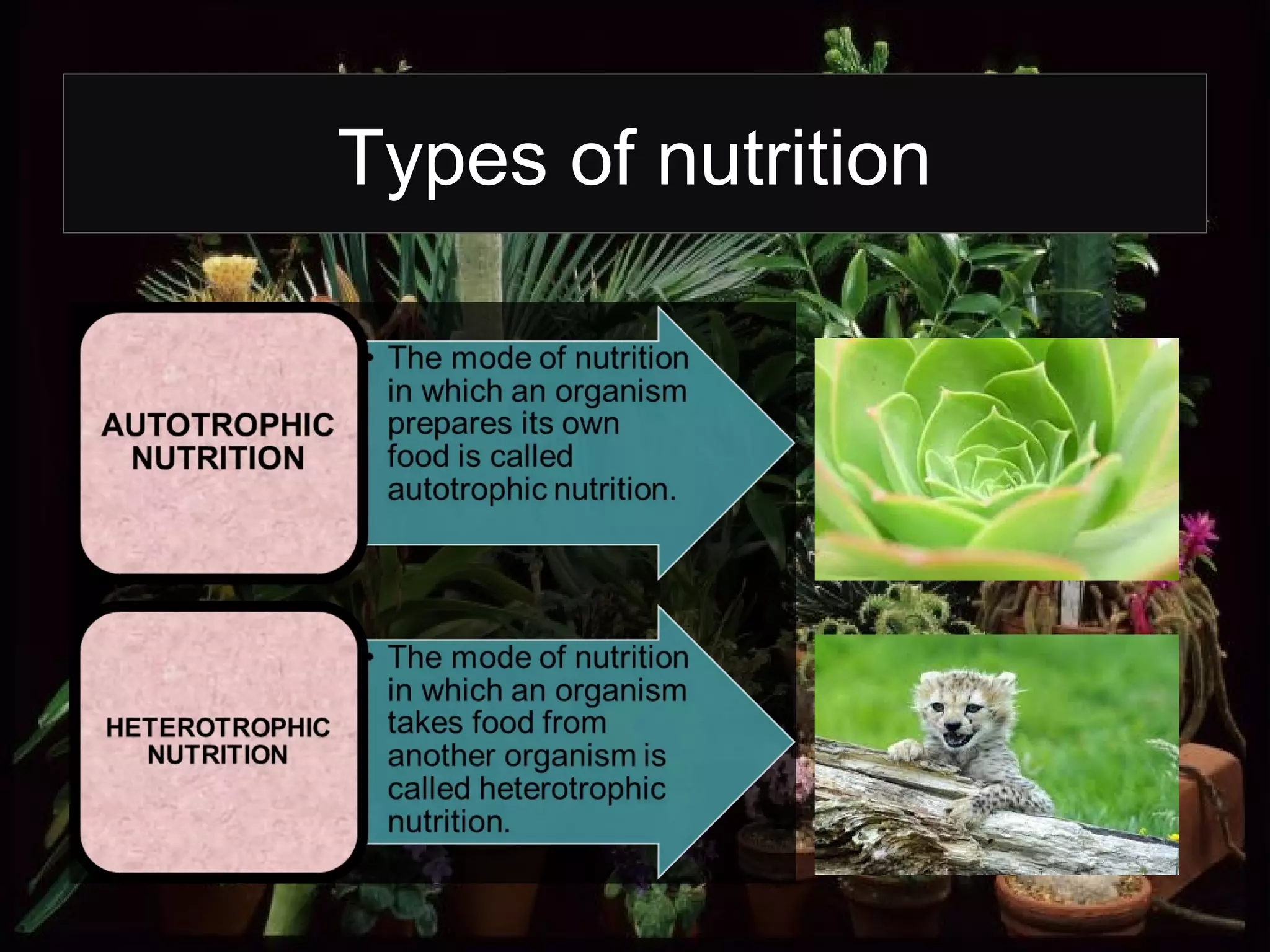 Nutrition in plants | PPT