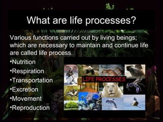 Nutrition in plants | PPT