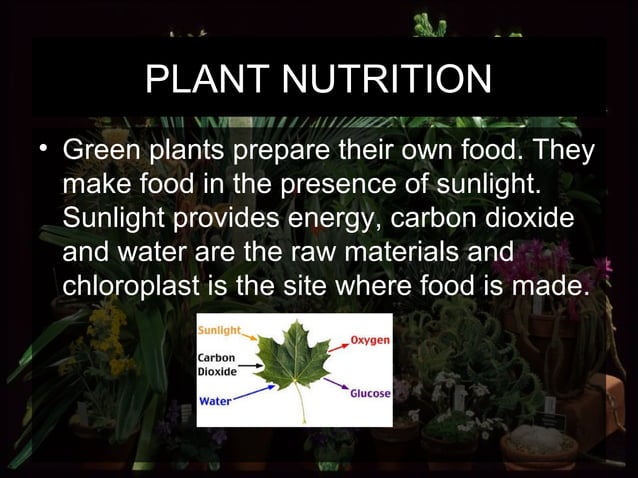 Nutrition in plants | PPT | Nutrition | Healthy Living