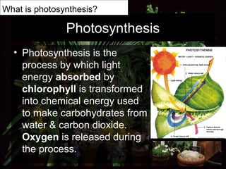 Nutrition in plants | PPT