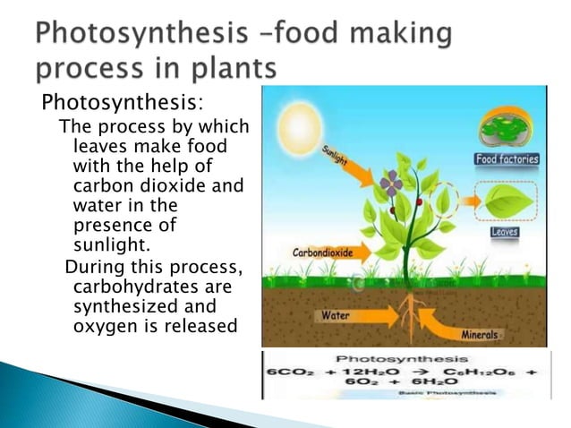 Nutrition in plants | PPT