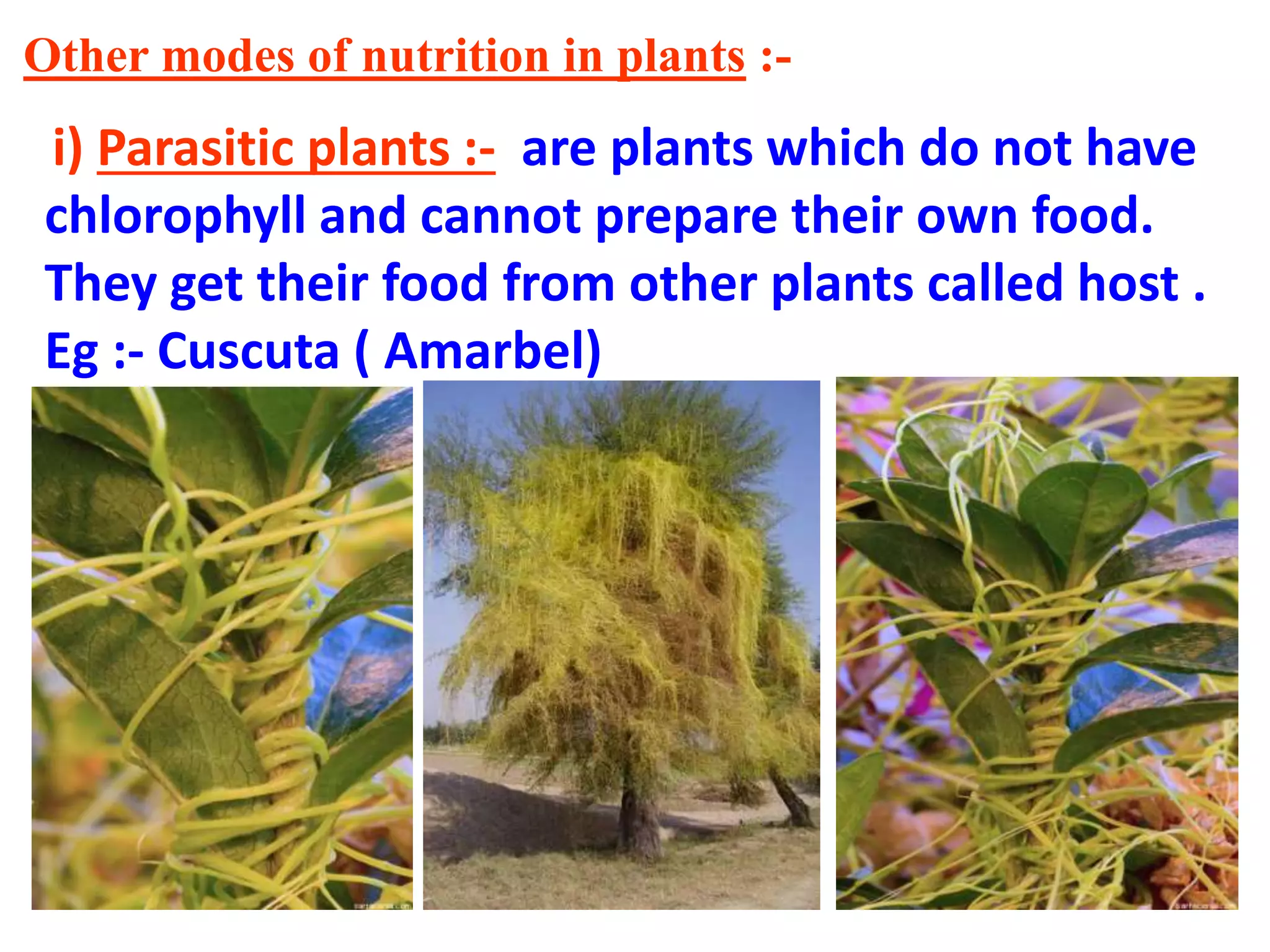 Nutrition in plants | PPTX