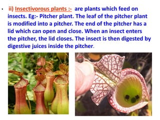 Nutrition in plants | PPTX