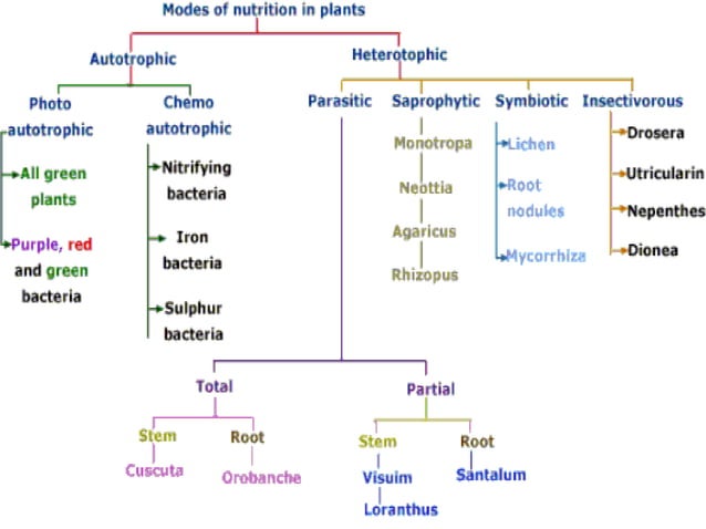 Nutrition in plants | PPTX