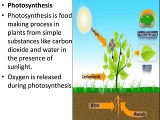 Nutrition in plants | PPTX