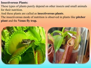 NUTRITION IN PLANTS-2 HETEROTROPHIC NUTRITION CLASS-VII CBSE CHAPTER-1 ...