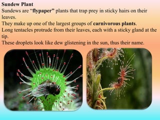 NUTRITION IN PLANTS-2 HETEROTROPHIC NUTRITION CLASS-VII CBSE CHAPTER-1 ...