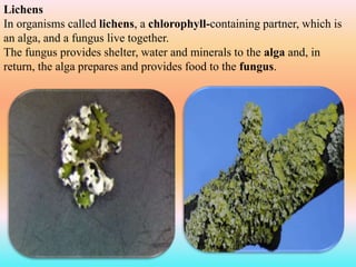 NUTRITION IN PLANTS-2 HETEROTROPHIC NUTRITION CLASS-VII CBSE CHAPTER-1 ...