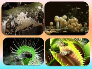 NUTRITION IN PLANTS-2 HETEROTROPHIC NUTRITION CLASS-VII CBSE CHAPTER-1 ...