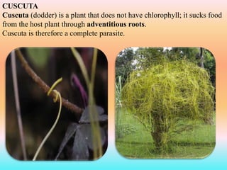 NUTRITION IN PLANTS-2 HETEROTROPHIC NUTRITION CLASS-VII CBSE CHAPTER-1 ...