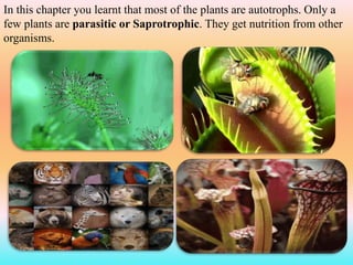 Heterotrophic Plants
