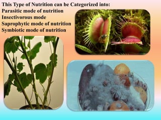 Heterotrophic Plants