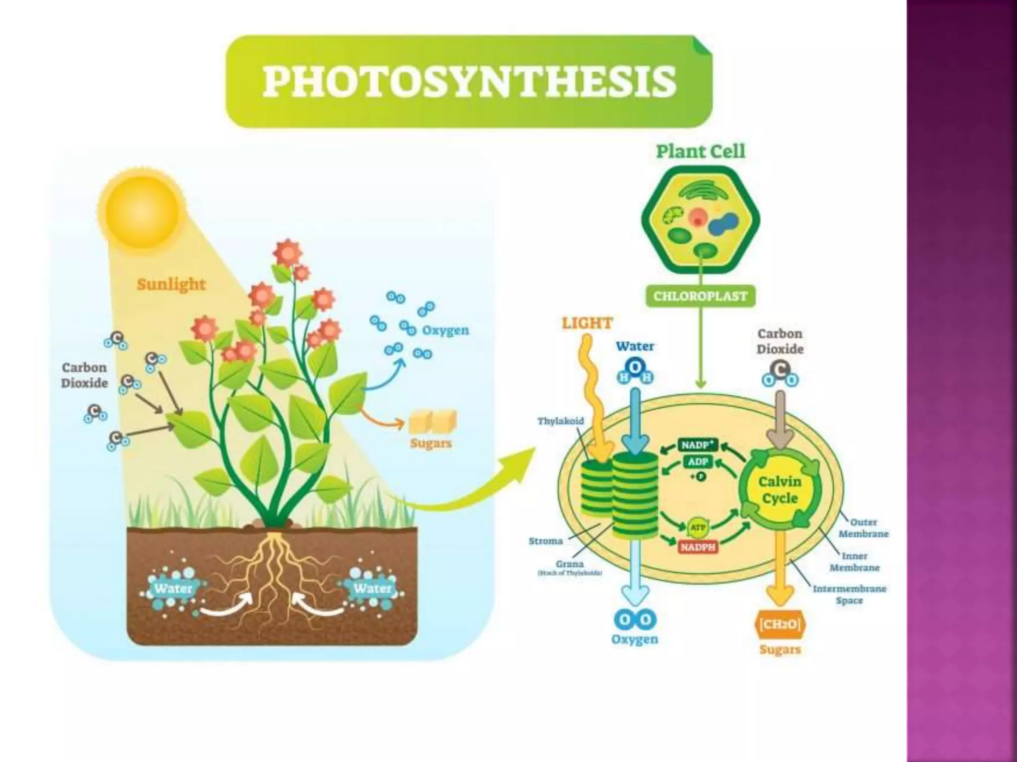 Nutrition in plants- Photosynthesis | PPTX